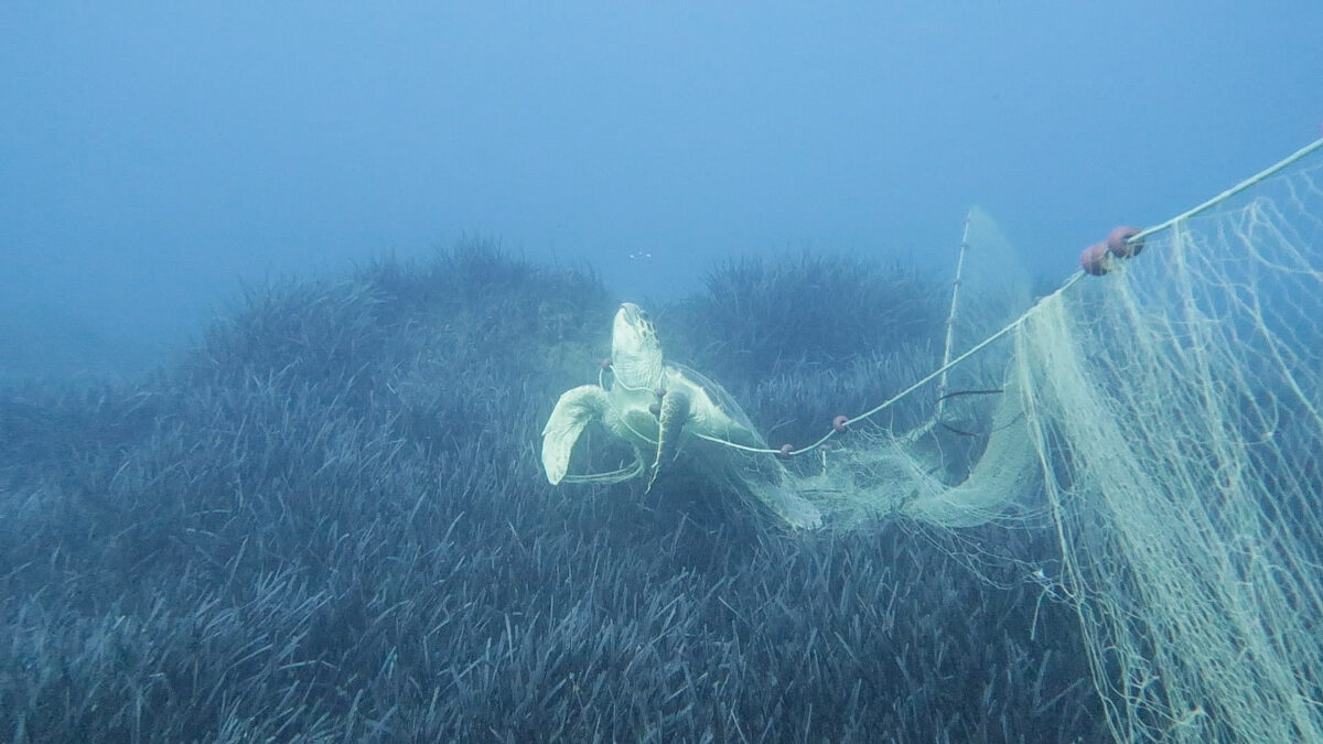 The Cyprus Bycatch Project – Treehouse Films