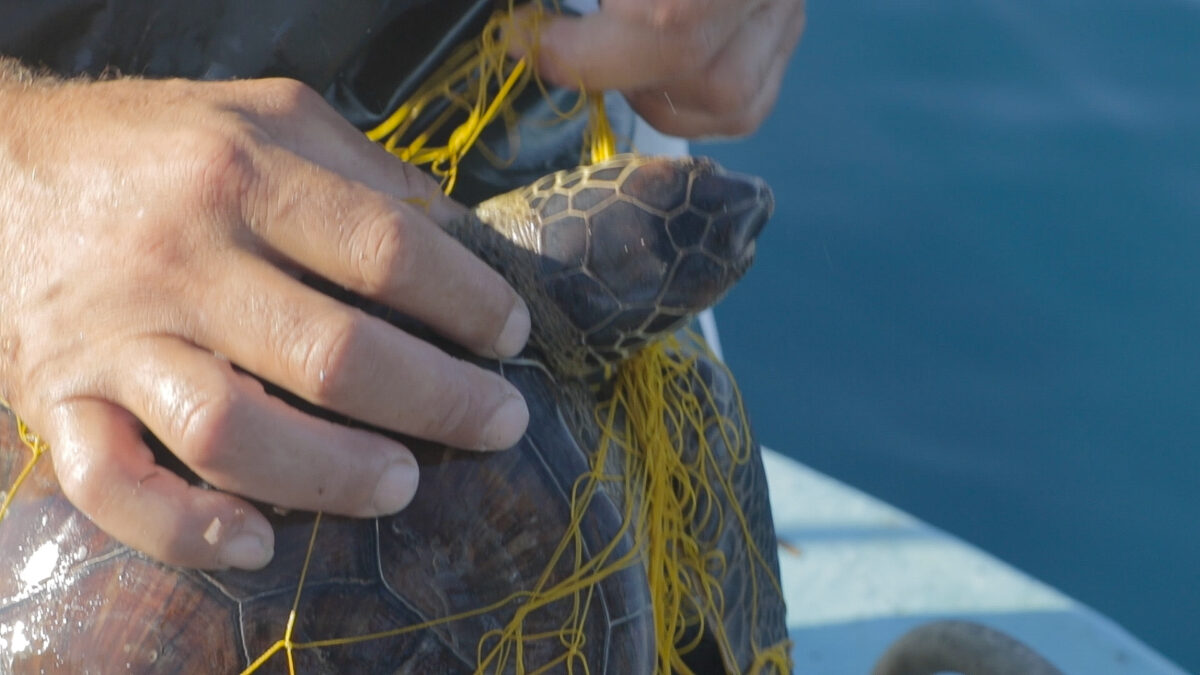 The Cyprus Bycatch Project – Treehouse Films